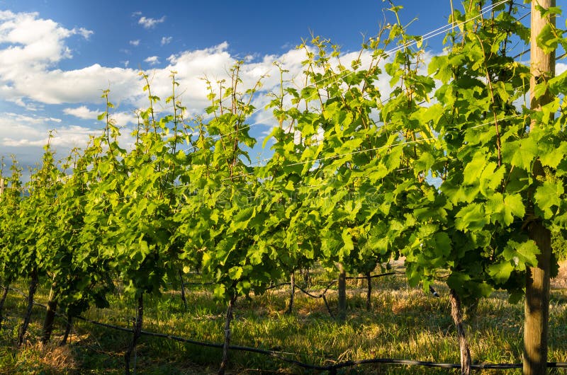 Row of Grapevines in Field stock photo. Image of okanagan - 100228224