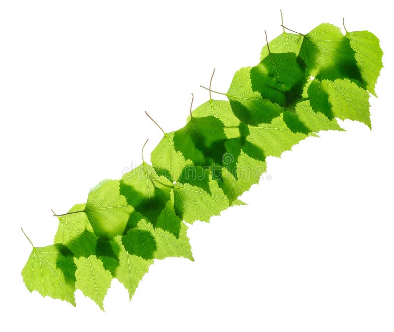 Row of green birch leaves stock photo. Image of decoration - 31056106