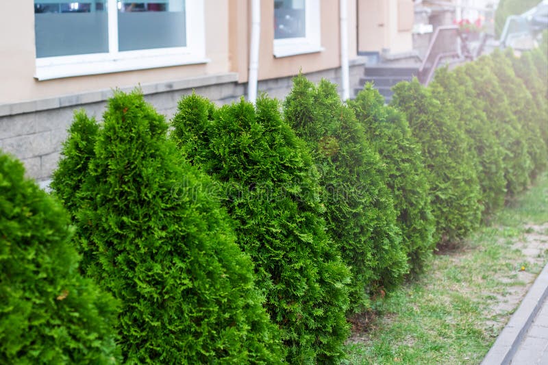 Row of Green Bushes by the Curb Stock Image - Image of plant, botany ...