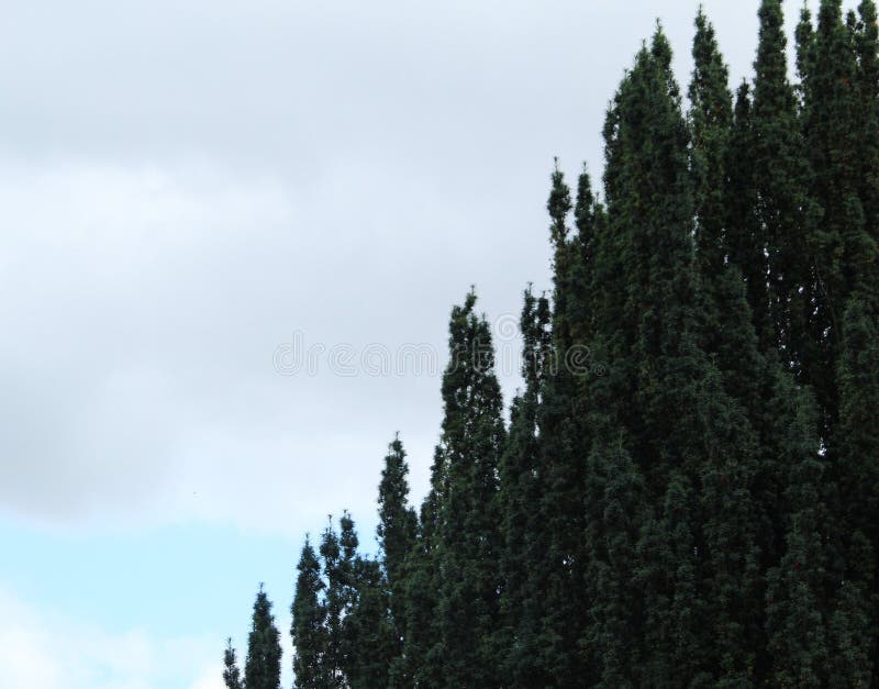 Green Pointy Leaves of Ornamental Plants Stock Image - Image of leaves ...