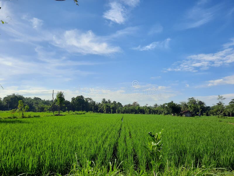 A Row of Green Rice Plants with Sunshine in the Sky Stock Image - Image ...