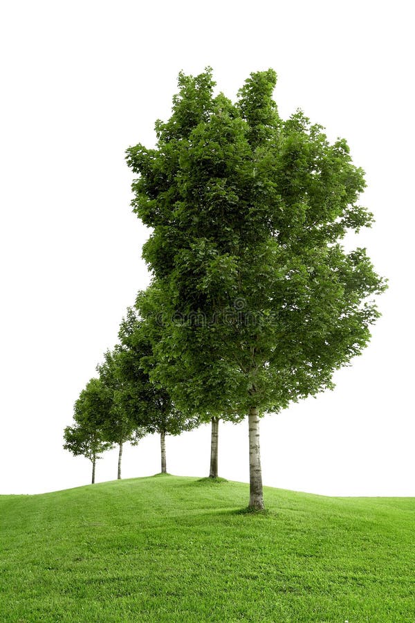 Row of green trees stock image. Image of mound, minimal - 4215317