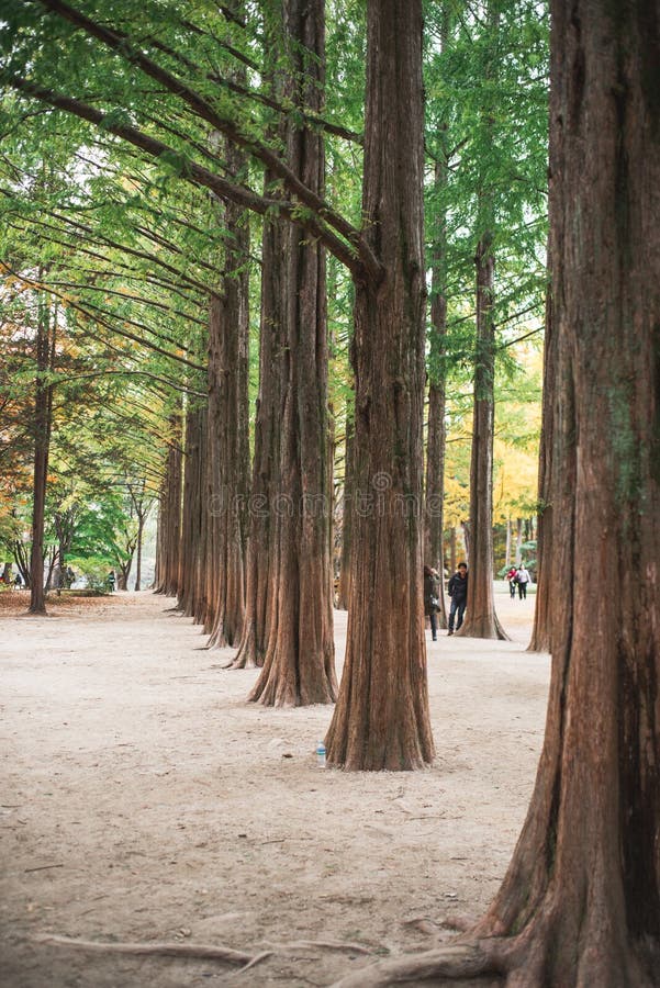 Row of Green Trees in Nami Island, Korea. Stock Photo - Image of nature ...