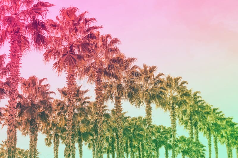 Row of Growing Washingtonia Palm Trees with Gradient Color Filter Stock ...