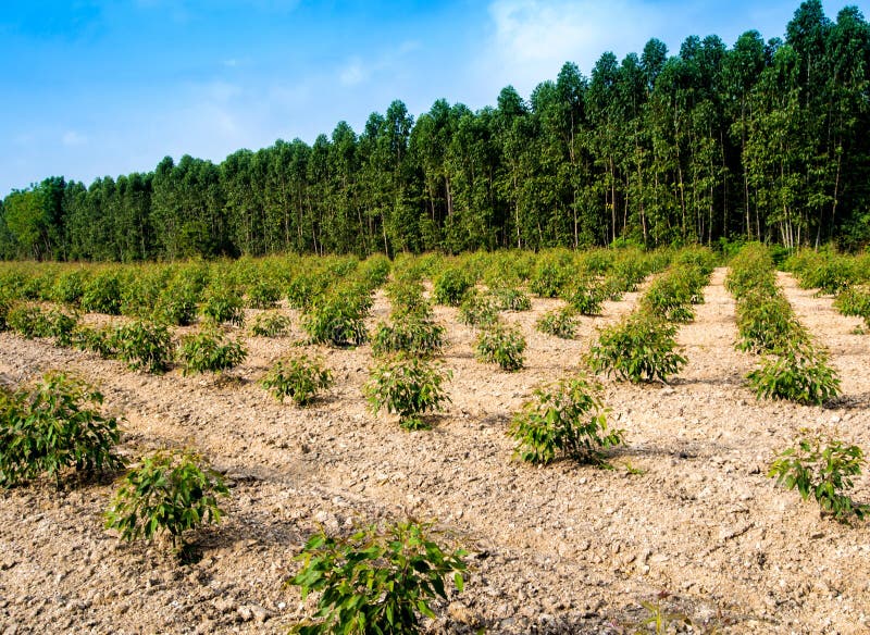 Growth Eucalyptus Tree in the Plantation Stock Image - Image of ...