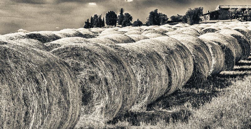 Row of hay bales in a farm stock image. Image of panoramic - 96738189