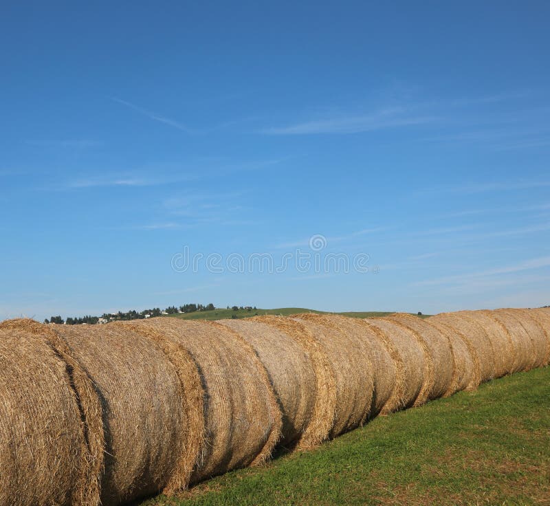 Row of Hay Bales Placed Outside One Behind the Other on a Hill during ...