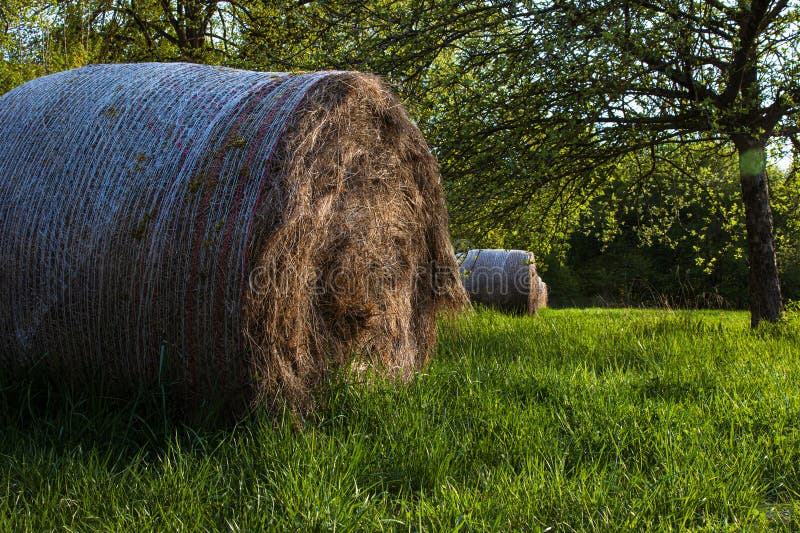 Row of the Hay Bales, Wrapped in Plastic Mesh in the Rural Field with ...