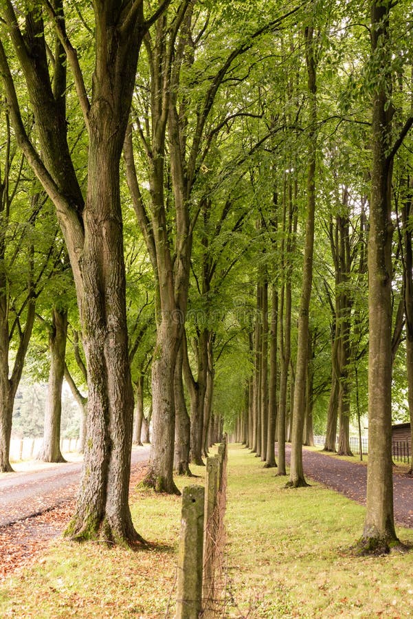Row of High Trees in Autumn Stock Photo - Image of path, leaf: 258658032