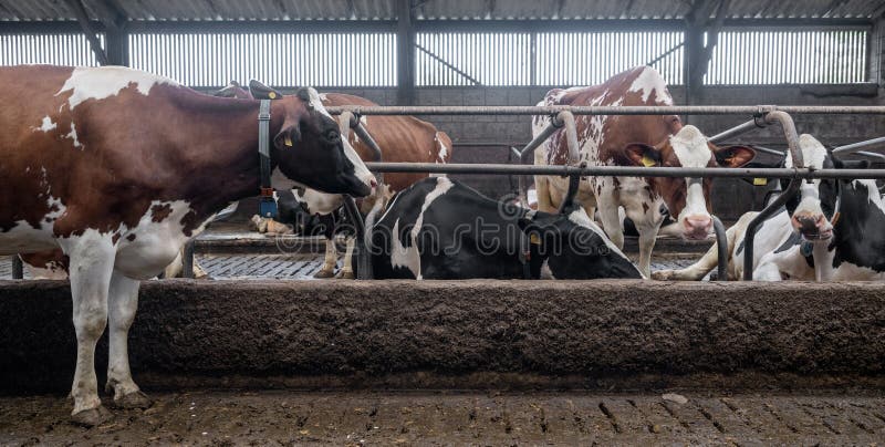 Row of Holstein Cows Inside Barn on Dutch Farm in Holland Stock Image ...