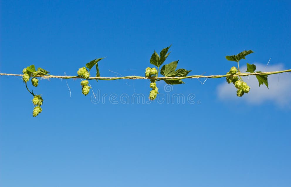 Row of Hops stock image. Image of flora, herb, agriculture - 29610977