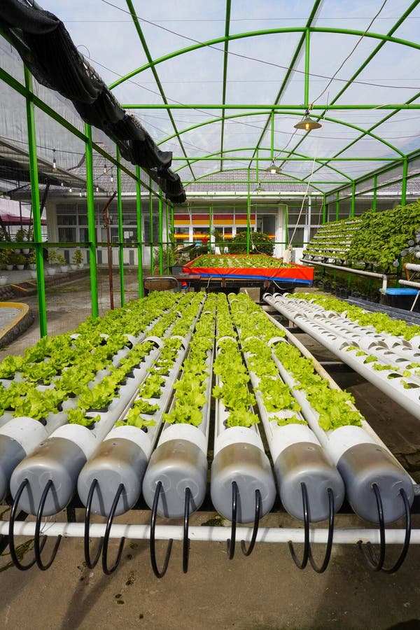 Row of Hydroponic Lettuce in a Hydroponic Pipe in the Greenhouse Stock ...