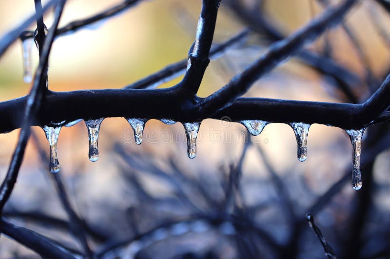 Row of Icicles Hanging from Dark Tree Branch Stock Image - Image of ...