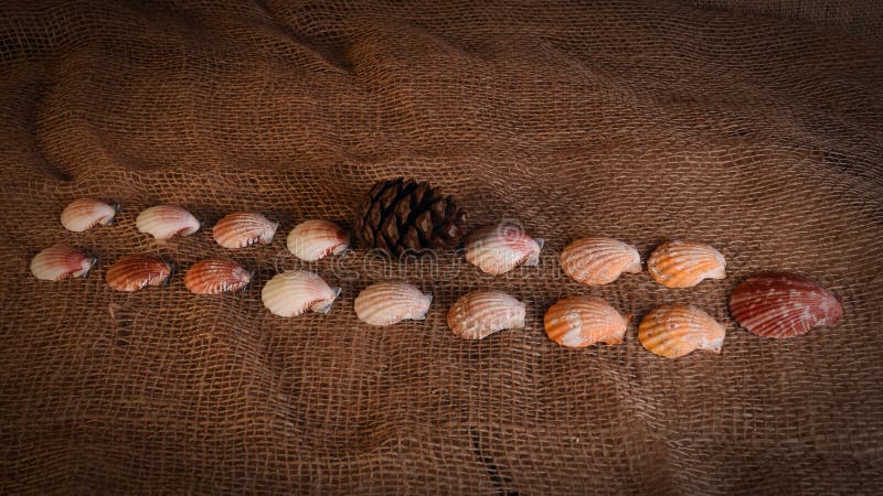 A Row of Identical Shells and a Pine Cone Different from Them. Stock ...