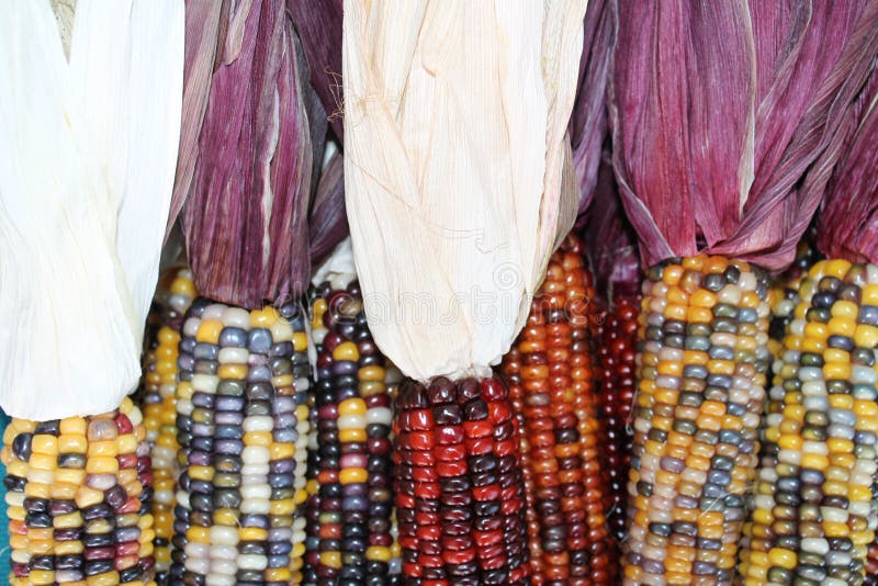 Row of Indian Corn stock photo. Image of farm, husk - 102667082