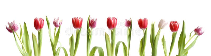 Spring is comming stock image. Image of development, floral - 3246321