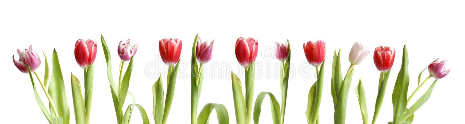 Red tulip banner stock photo. Image of isolated, colorful - 63193242