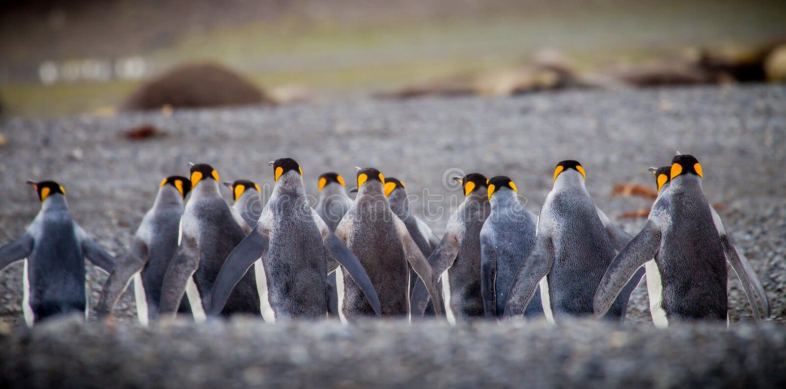 Emperor penguins stock photo. Image of family, black, outdoors - 9578836