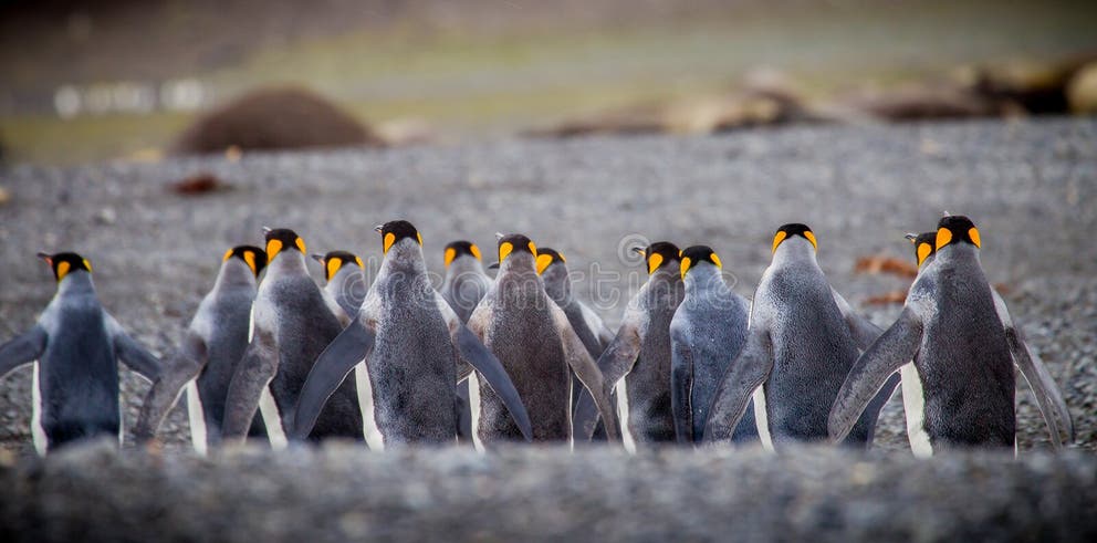 Row of King Penguins from Back Stock Image - Image of area, behavior ...
