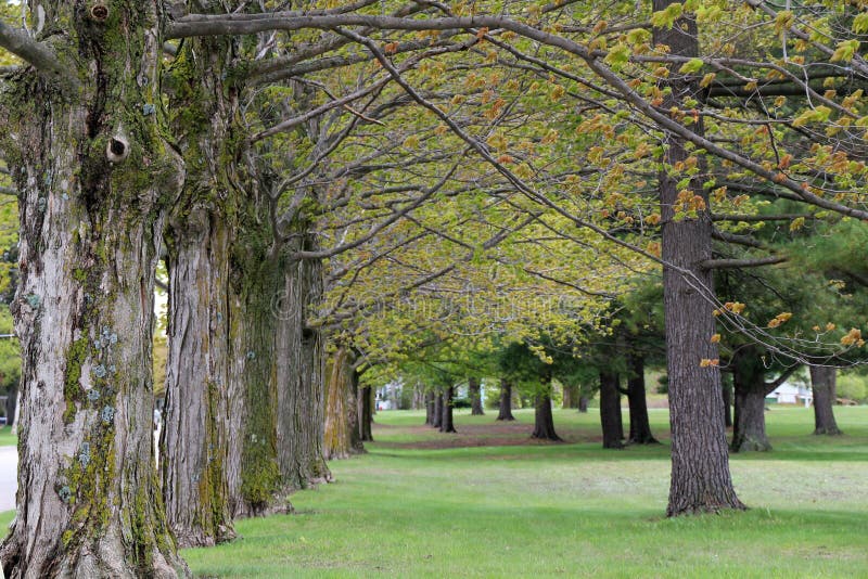 Row of large maple trees stock photo. Image of maple - 14209664