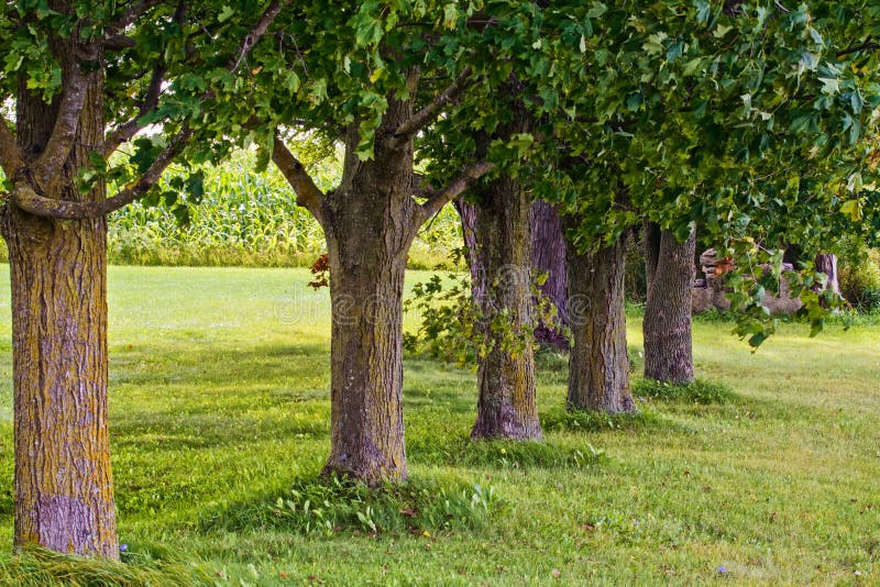 Row of Large Maple Trees Stand in a Line Stock Image - Image of corn ...