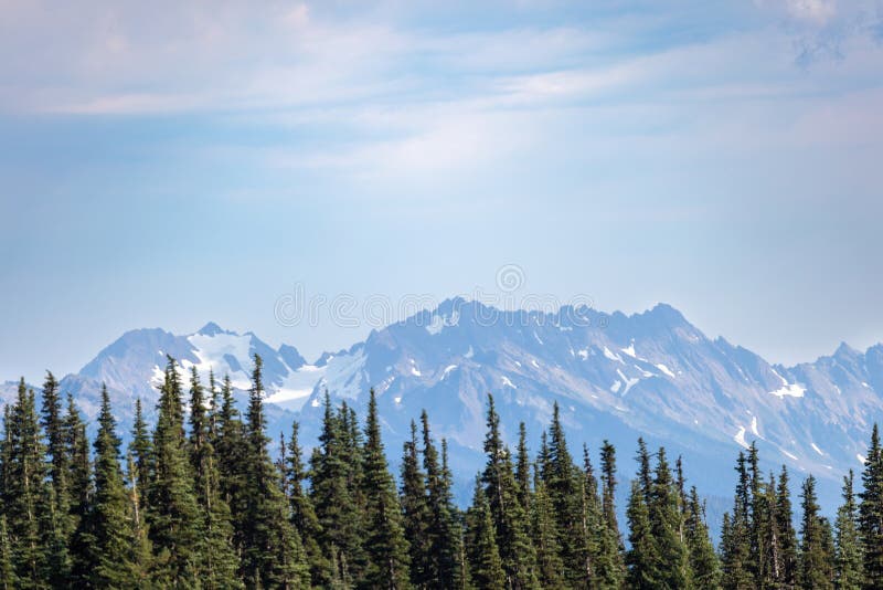 Row of Large Pine Trees in Front of a Mountain Range Stock Image ...