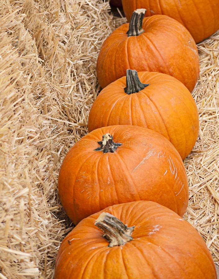 Row of Large Ripe Orange Pumpkins Stock Photo - Image of large ...