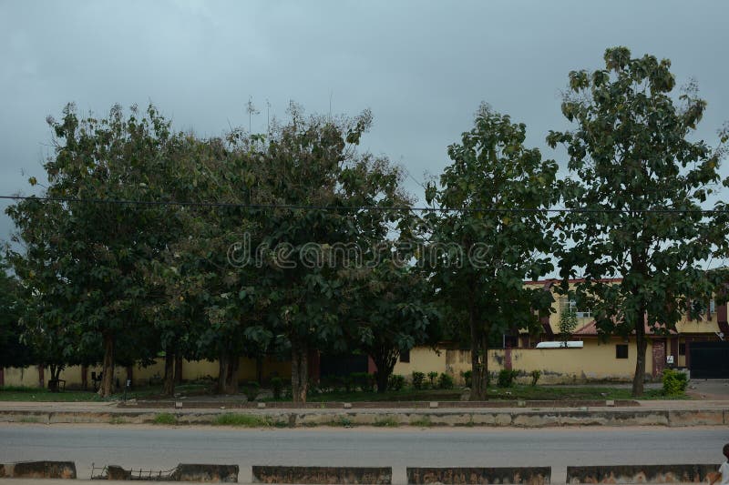 Roadside Grove stock image. Image of scene, suburb, environment - 345107403