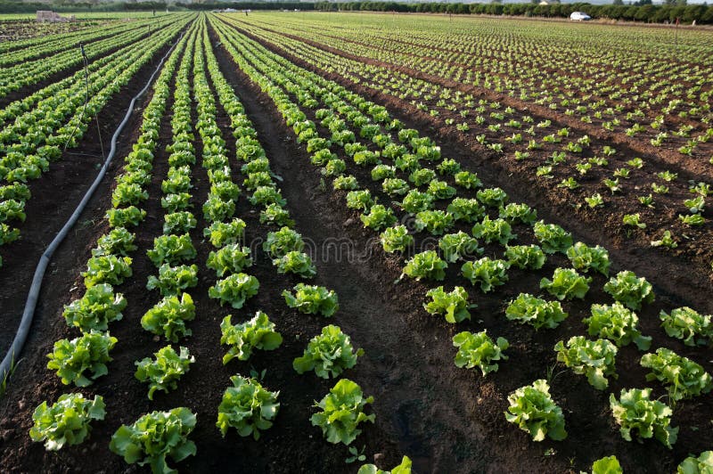 Row of lettuce stock image. Image of landscaped, leafage - 10989205