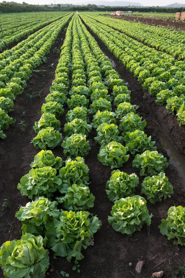 Row of Lettuce stock photo. Image of leafage, horticulture - 14283756