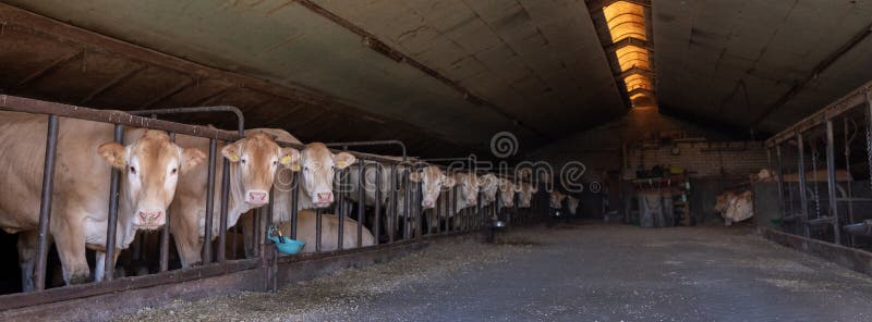 Row of Light Brown Cows Inside Barn on Farm in the Netherlands Stock ...