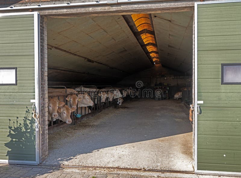Row of Light Brown Cows Inside Barn on Farm in the Netherlands Stock ...