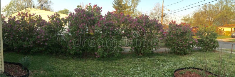 Row of lilac bushes stock image. Image of purple, trees - 79894333