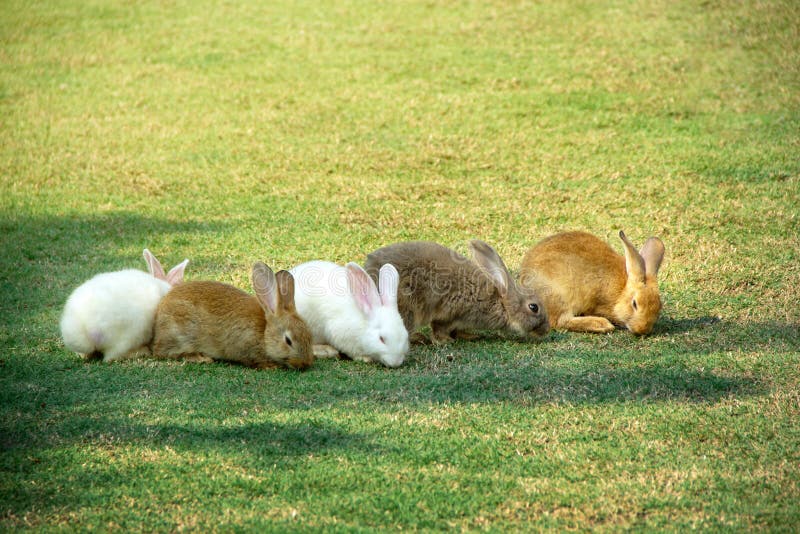 The Row of Little Five Rabbits on the Grass. Stock Photo - Image of ...
