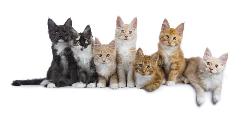 Row of 7 Maine Coon Kittens on White Stock Image - Image of group, blue: 112179791