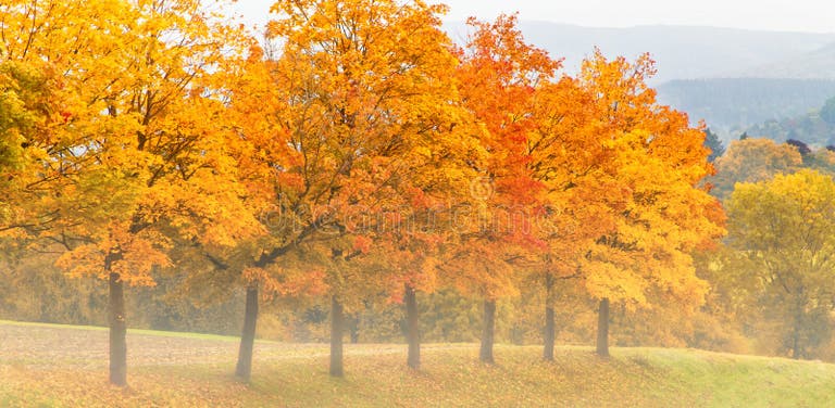 Row of Maple TreeÂ´s in Autumn Stock Image - Image of bright, avenue ...