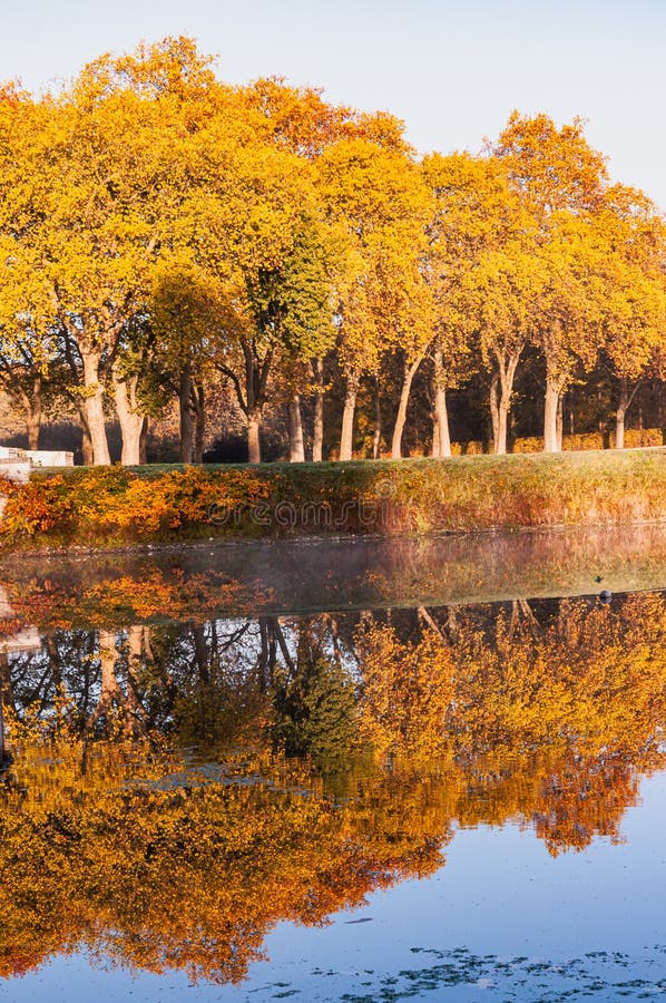 Row of Maple Trees, on a Lake Shore, with Their Reflection, on an ...