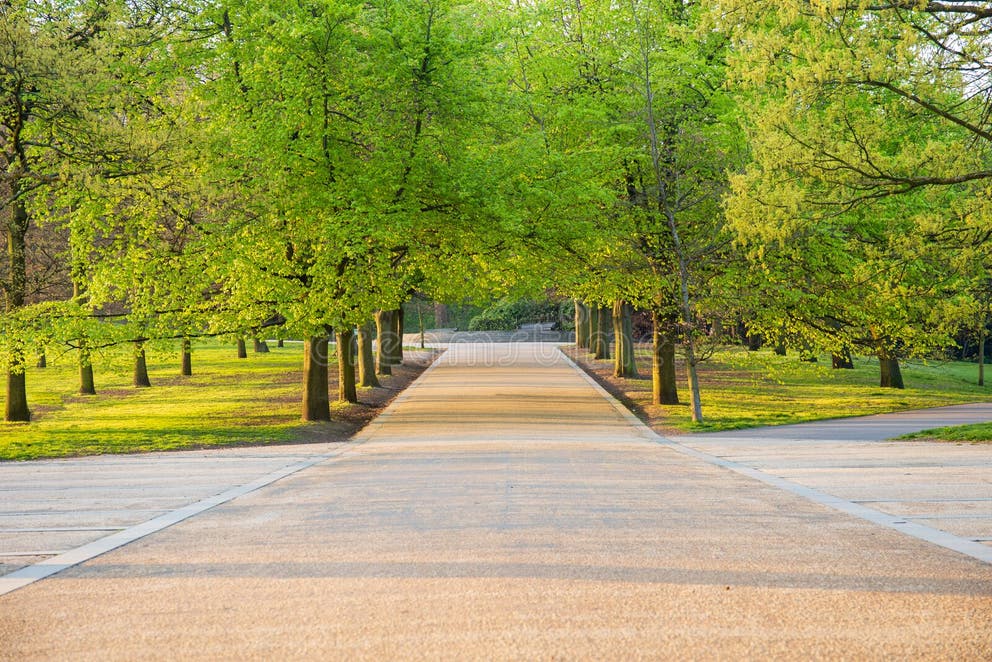 Row of Maple Trees in Spring Time with Pedestrian Walkway. Stock Photo ...
