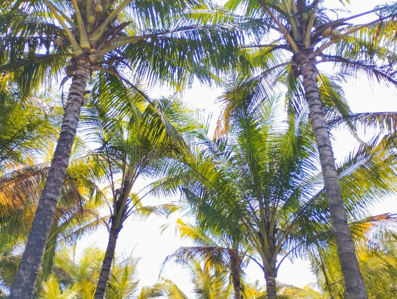 Row of Mature Coconut Trees Stock Image - Image of tropics, forest ...