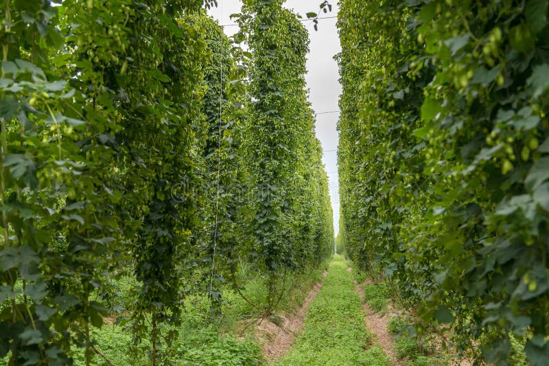 Row of Ripe Hop Plants in September. Vertical Image Stock Image - Image ...