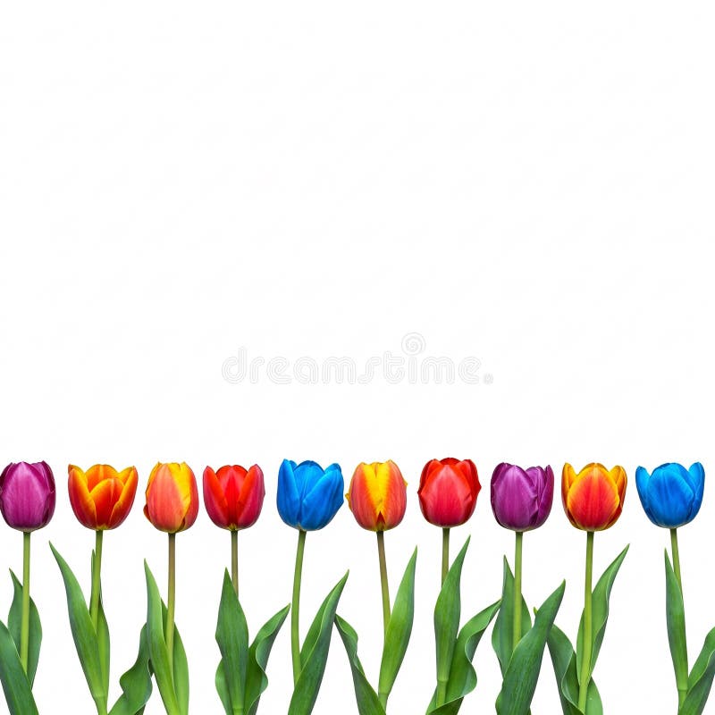 Row of Multicolored Tulips at the Bottom Isolated on a White Background ...