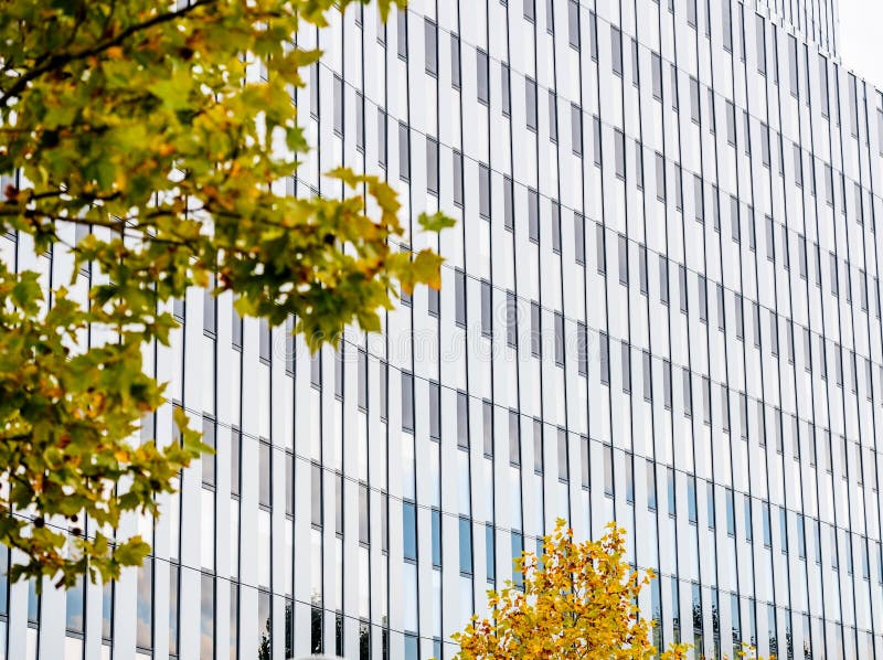 Row of Multiple Office Window and Tree Branch with Green Leaves Stock ...