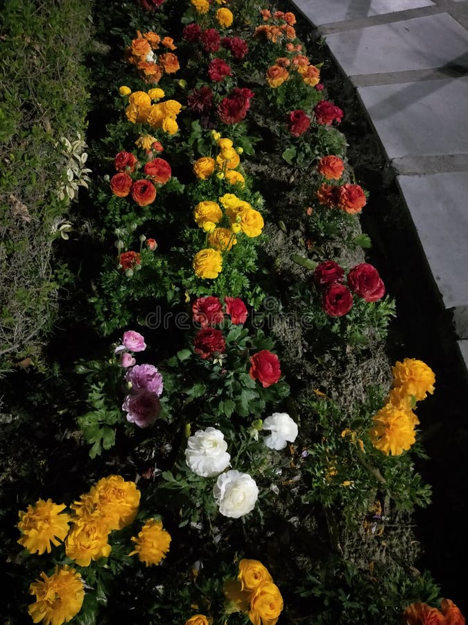 A Row of Multiple Rose Flower Stock Photo - Image of rose, flower ...