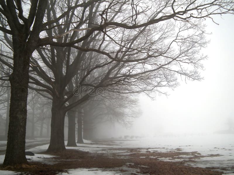 A Row of Oak Trees in Thick Fog. Stock Photo - Image of haze, trees ...