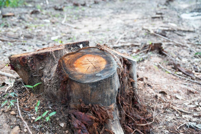 Row Old Cut Dried Tree Stumps Caused by Deforestation , Environmental ...