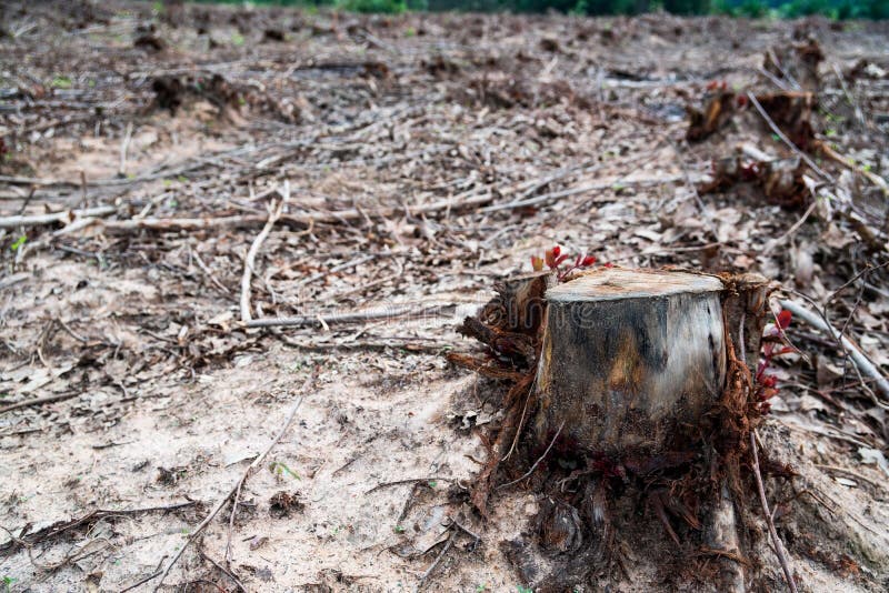 Row Old Cut Dried Tree Stumps Caused by Deforestation , Environmental ...