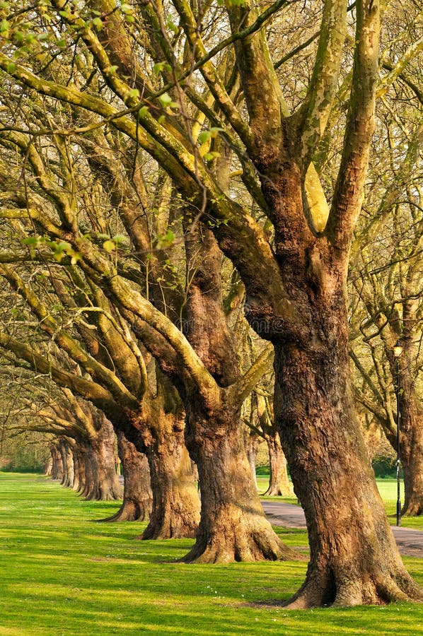 Row of old trees in park stock image. Image of rural - 20709189