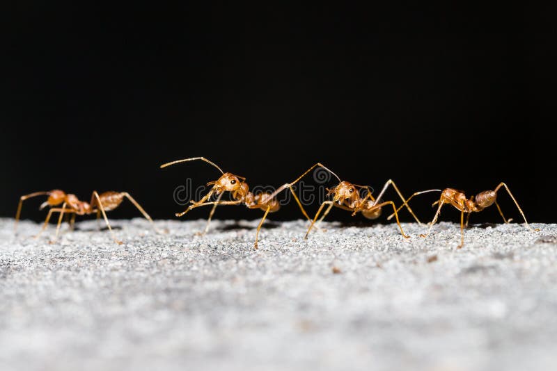Row of orange ants stock image. Image of nature, oecophylla - 34949905
