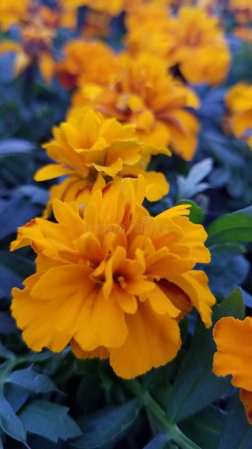A row of orange marigolds stock image. Image of bees - 169343975