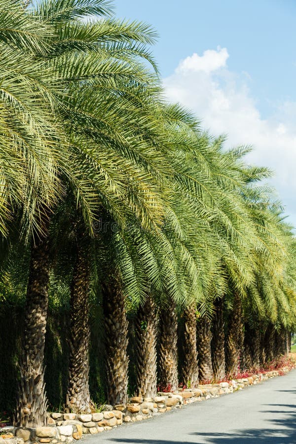 Row of palm tree stock photo. Image of tree, growth, background - 85395384